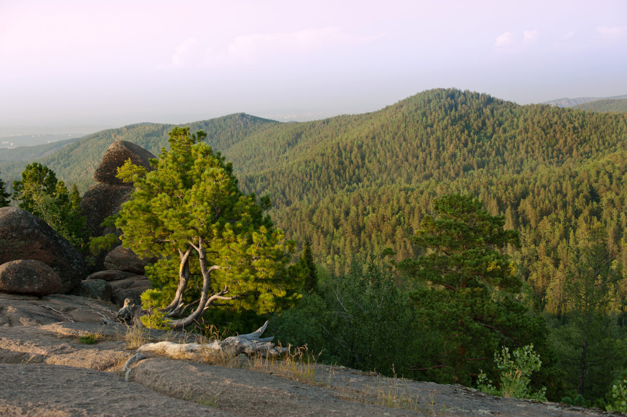 The Treeline: The Last Forest and the Future of Life on Earth | Beshara ...