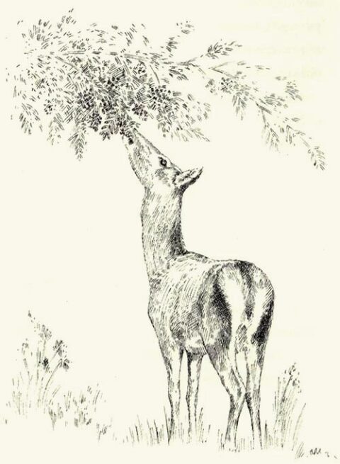 Book Review: ‘The Serviceberry’ by Robin Wall Kimmerer
